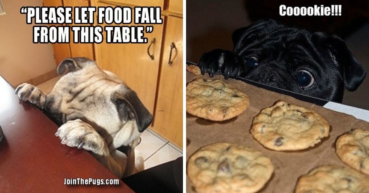 The 28 Funniest Pug Memes of All Time - The Paws