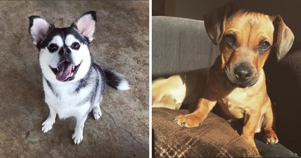 39 Dogs Mixed With Pugs - The Paws