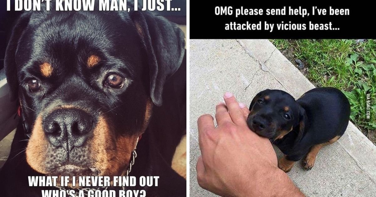 20 Best Rottweiler Memes of All Time - The Paws