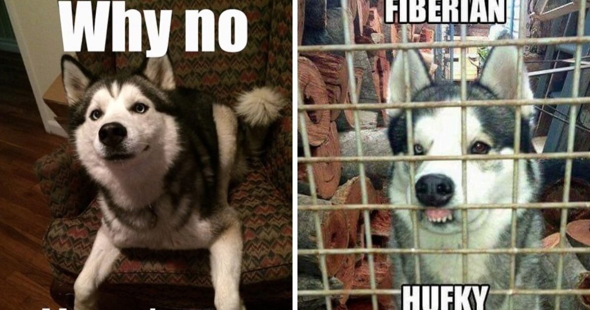 35 Best Siberian Husky Memes of All Time - The Paws