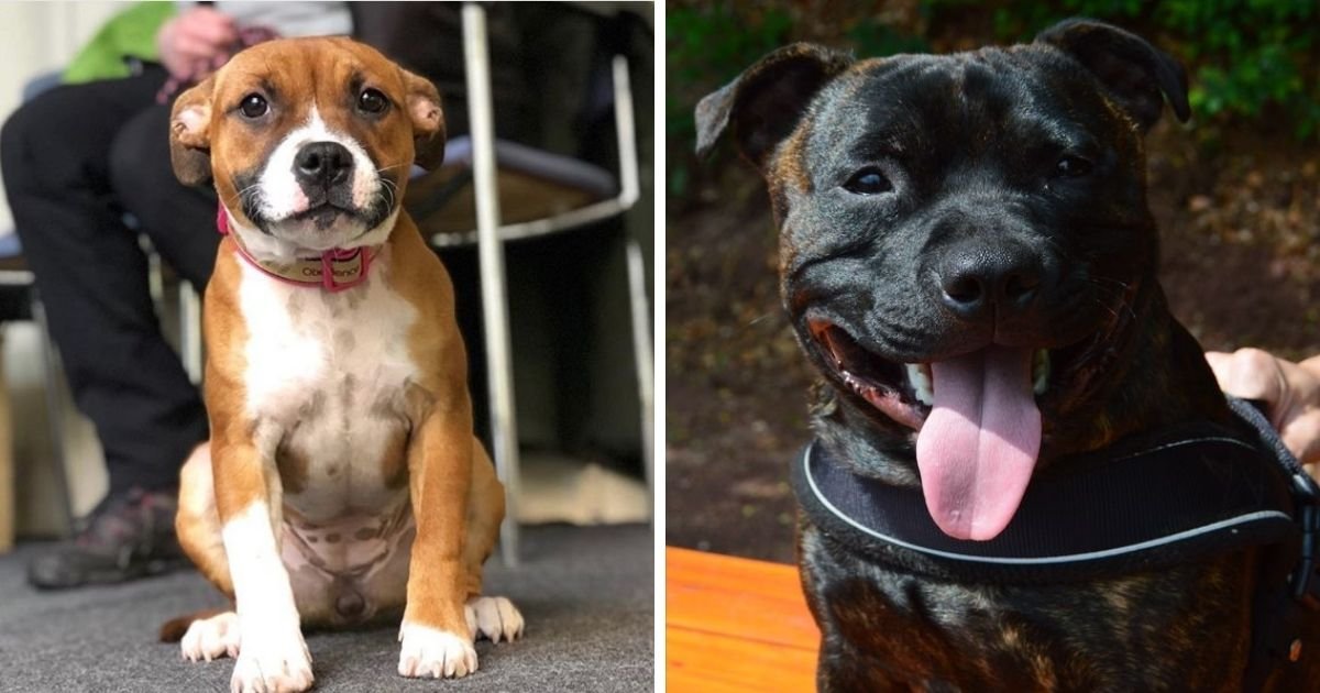 35 Cutest Staffordshire Bull Terrier Pictures Ever - The Paws