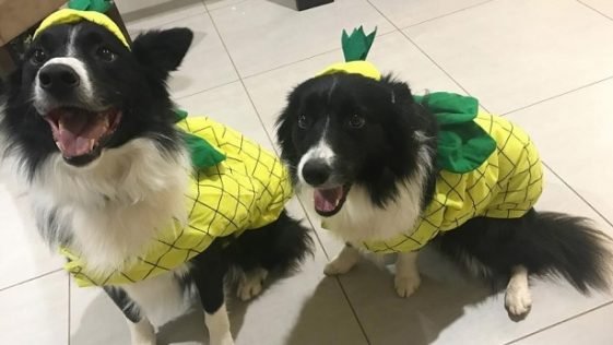 14 Best Halloween Costumes for Border Collies – The Paws