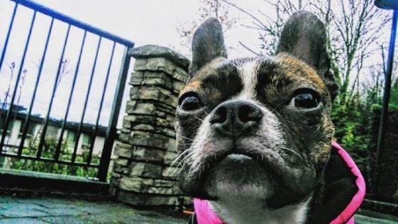 16 Chihuahuas Mixed With Boston Terrier | The Paws