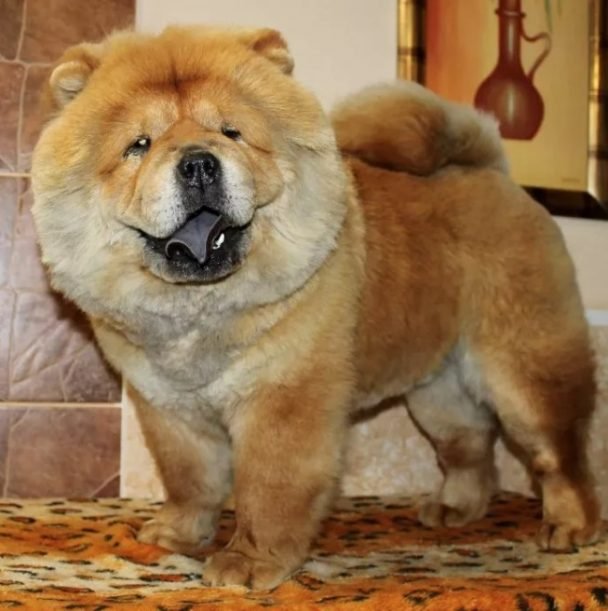 10+ Best Chow Chow Dog Names - The Paws