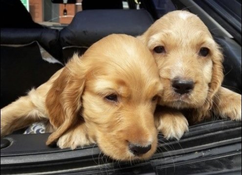 10+ Best Cocker Spaniel Dog Names - The Paws
