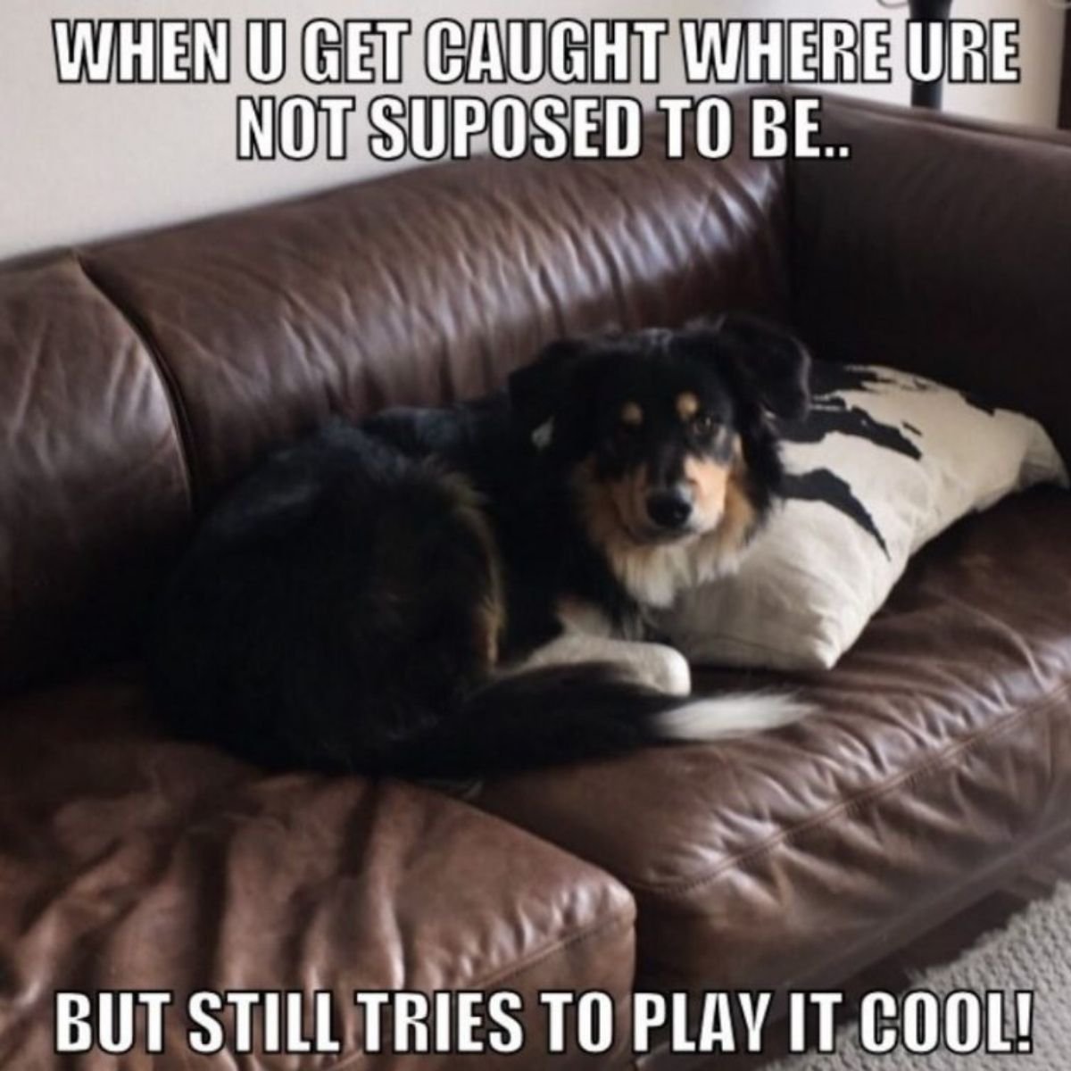 18 Best Border Collie Memes of All Time - The Paws