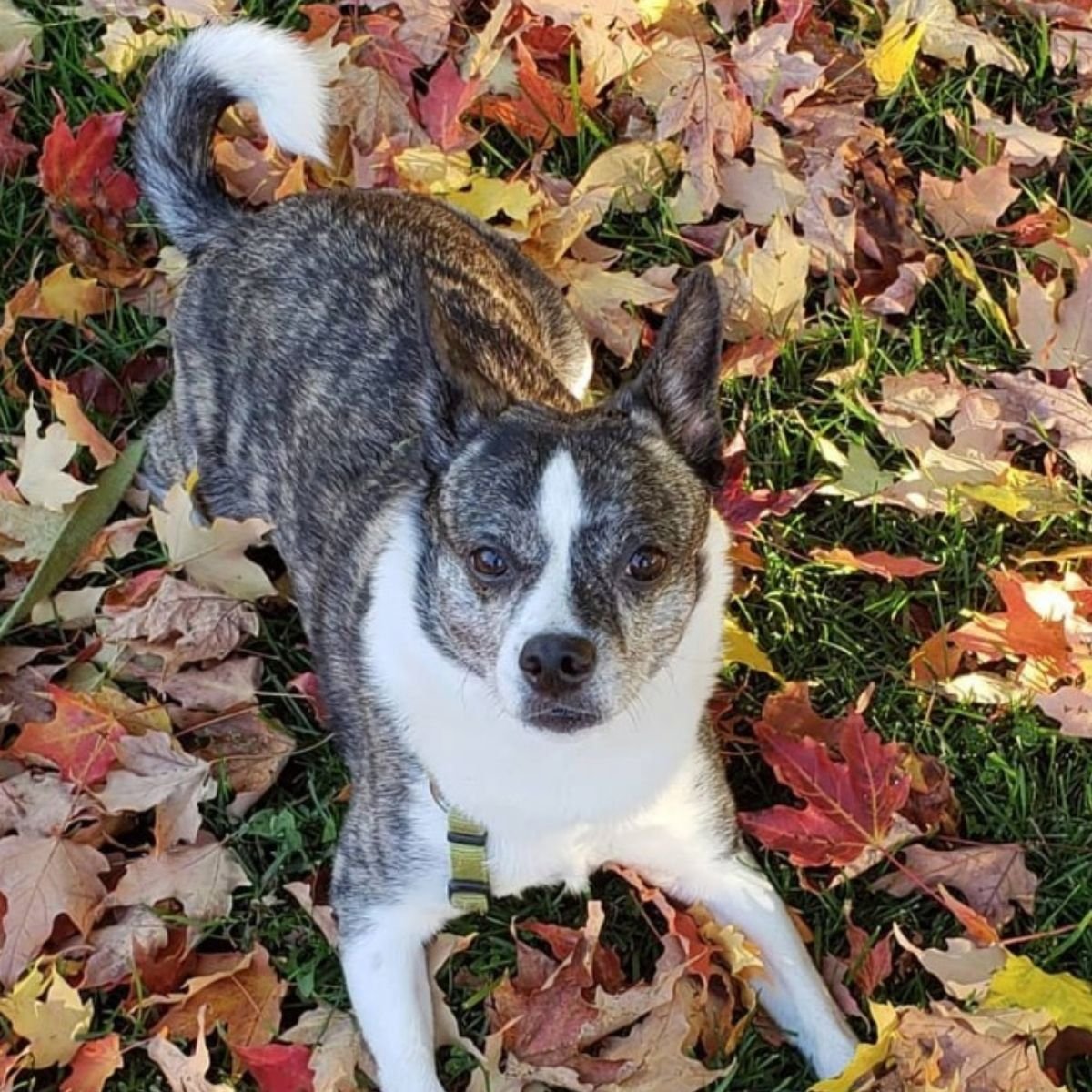 44 Dogs Mixed With Boston Terriers - The Paws