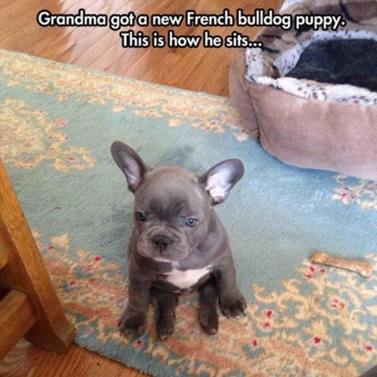 45 Best French Bulldog Memes of All Time - The Paws