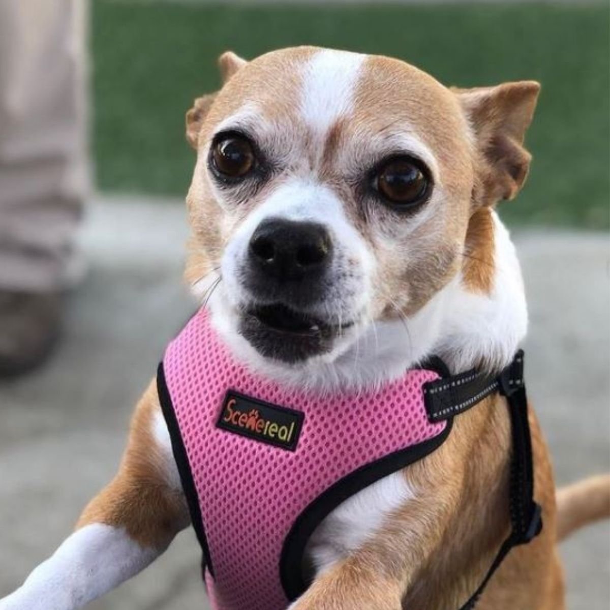 16 Chihuahuas Mixed With Boston Terrier - The Paws
