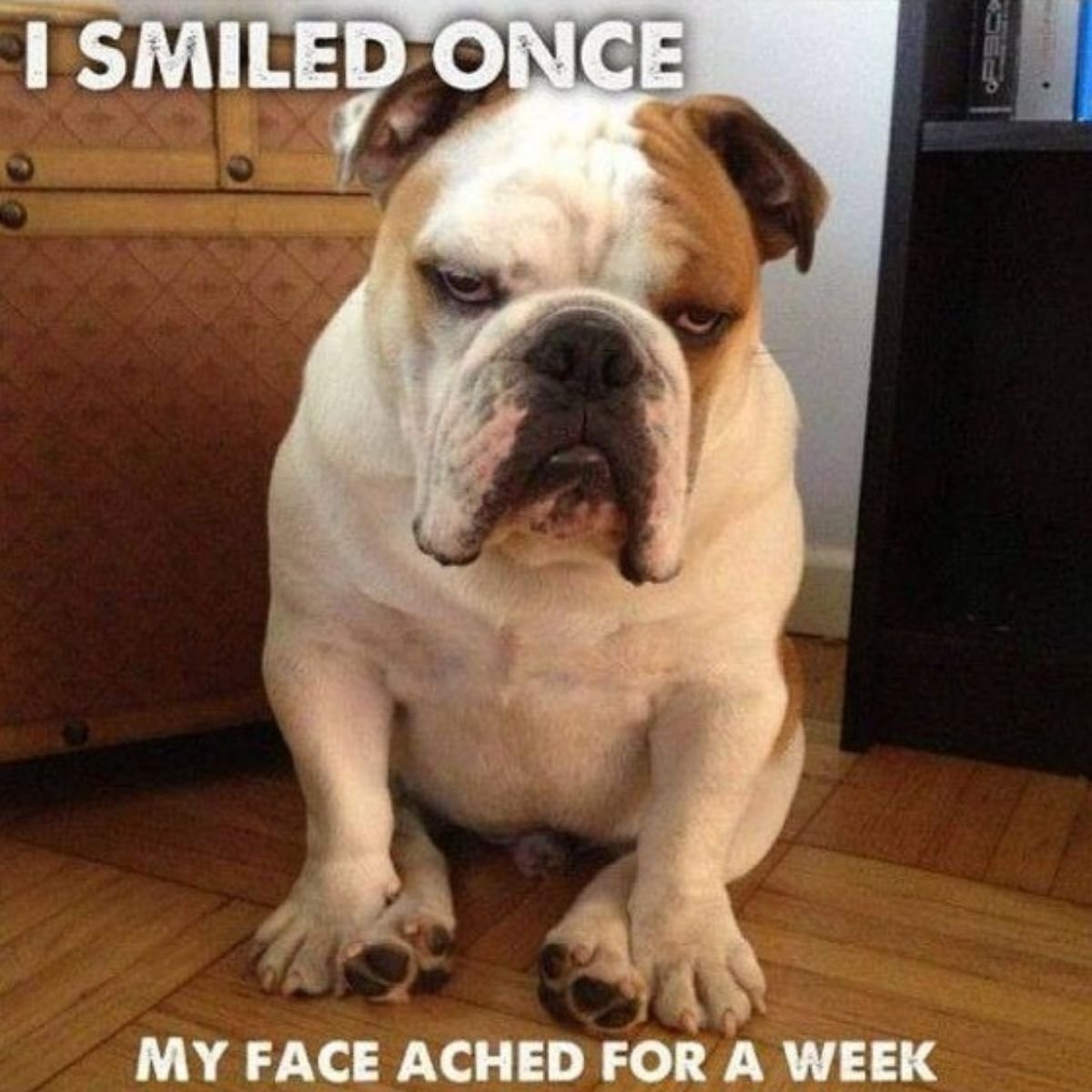 50 Best English Bulldog Memes of All Time - The Paws