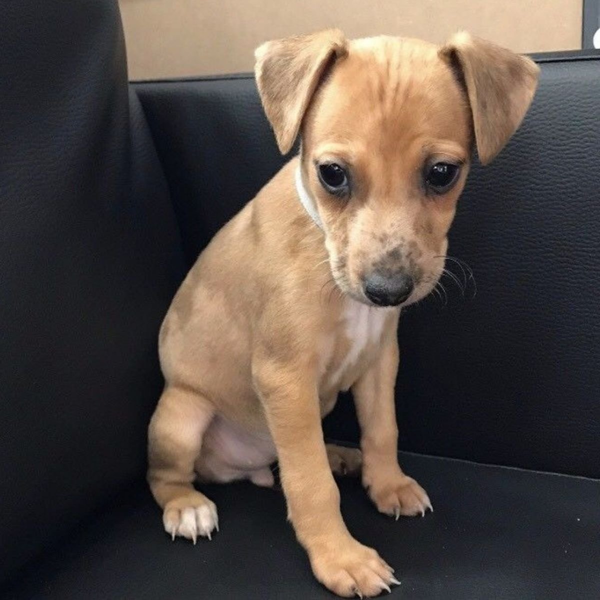 36 Dogs Mixed With Jack Russell Terriers - The Paws