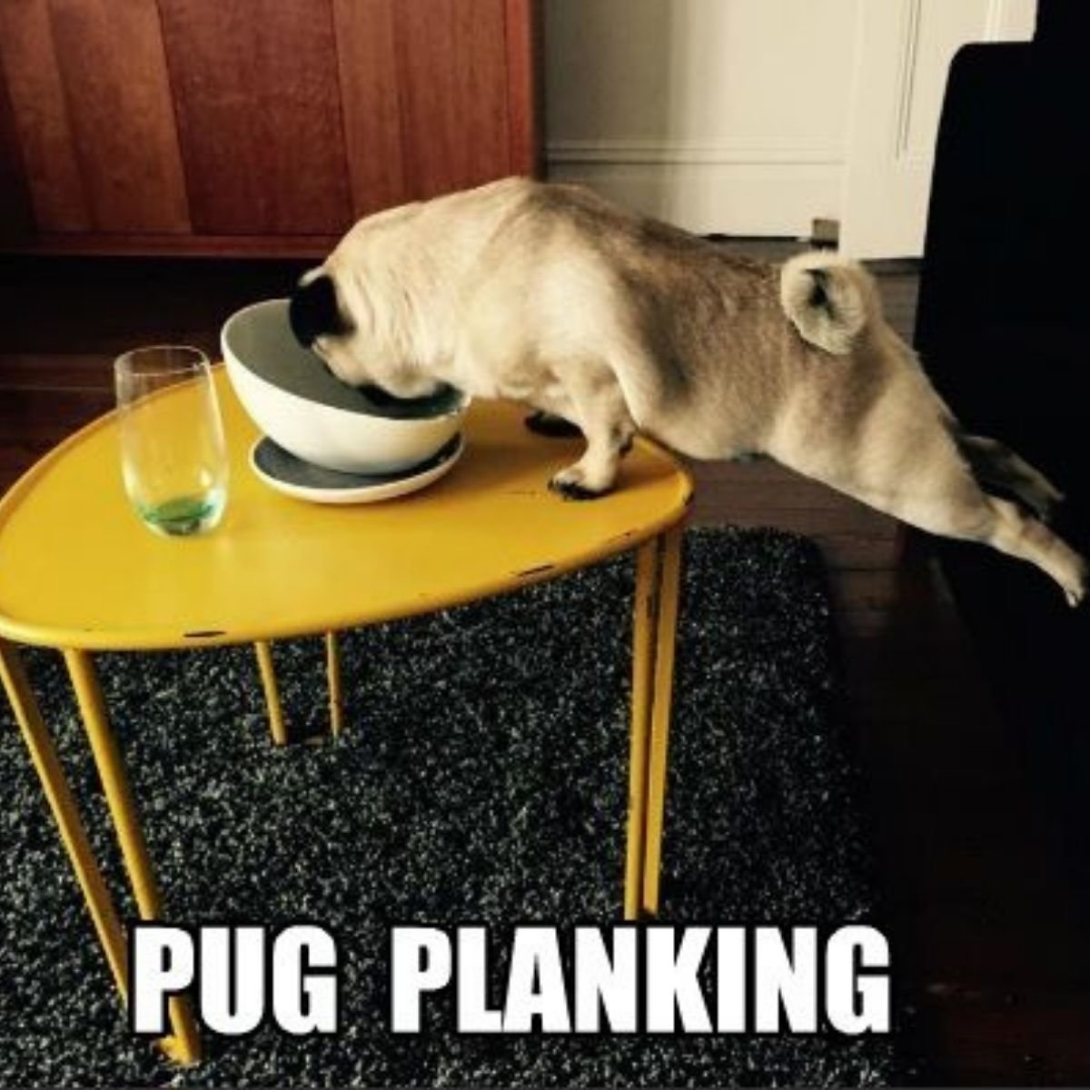 The 28 Funniest Pug Memes of All Time - The Paws