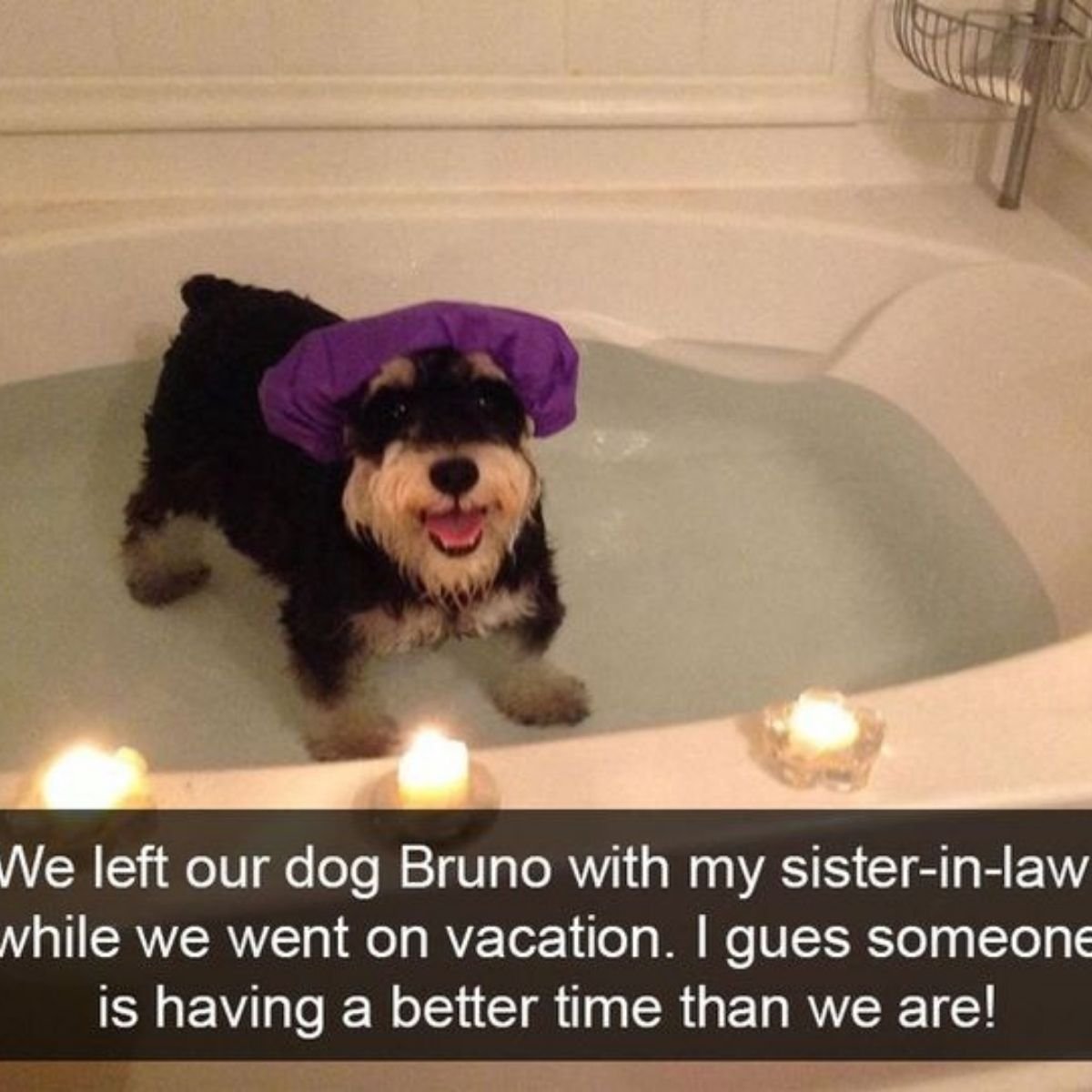 10 Best Schnauzer Memes of All Time - The Paws