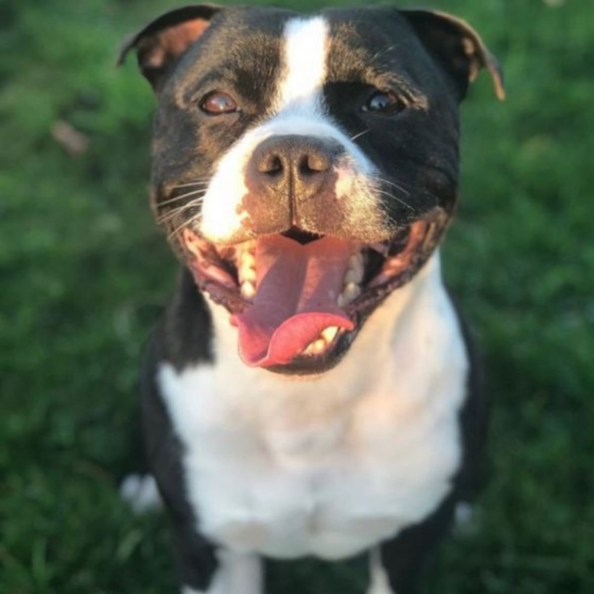 35 Cutest Staffordshire Bull Terrier Pictures Ever - The Paws