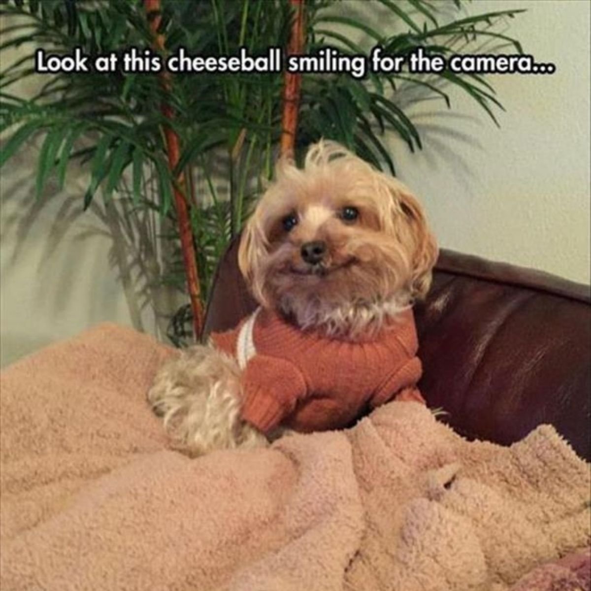 20 Best Yorkie Memes of All Time - The Paws