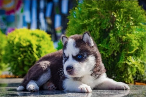 10+ Best Husky Dog Names - The Paws