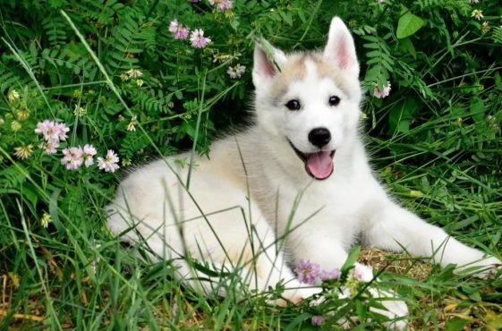 10+ Best Husky Dog Names - The Paws