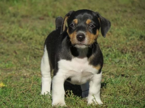 10+ Best Jack Russell Terrier Names - The Paws
