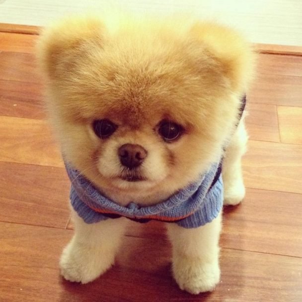 Top 6 Best Pomeranian Haircut Styles - The Paws