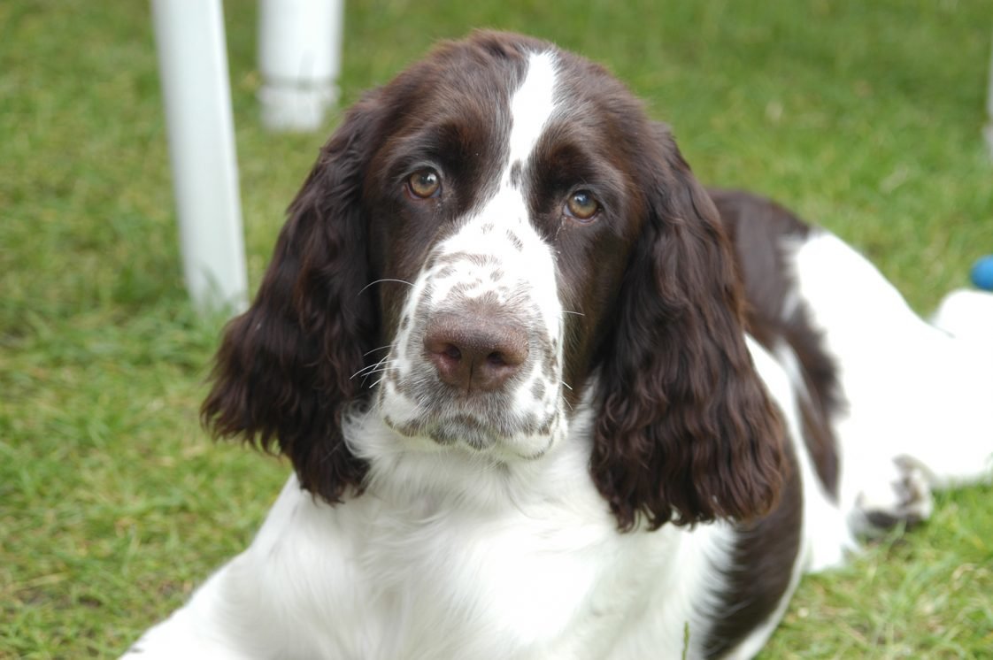 10+ Best English Springer Spaniel Dog Names - The Paws