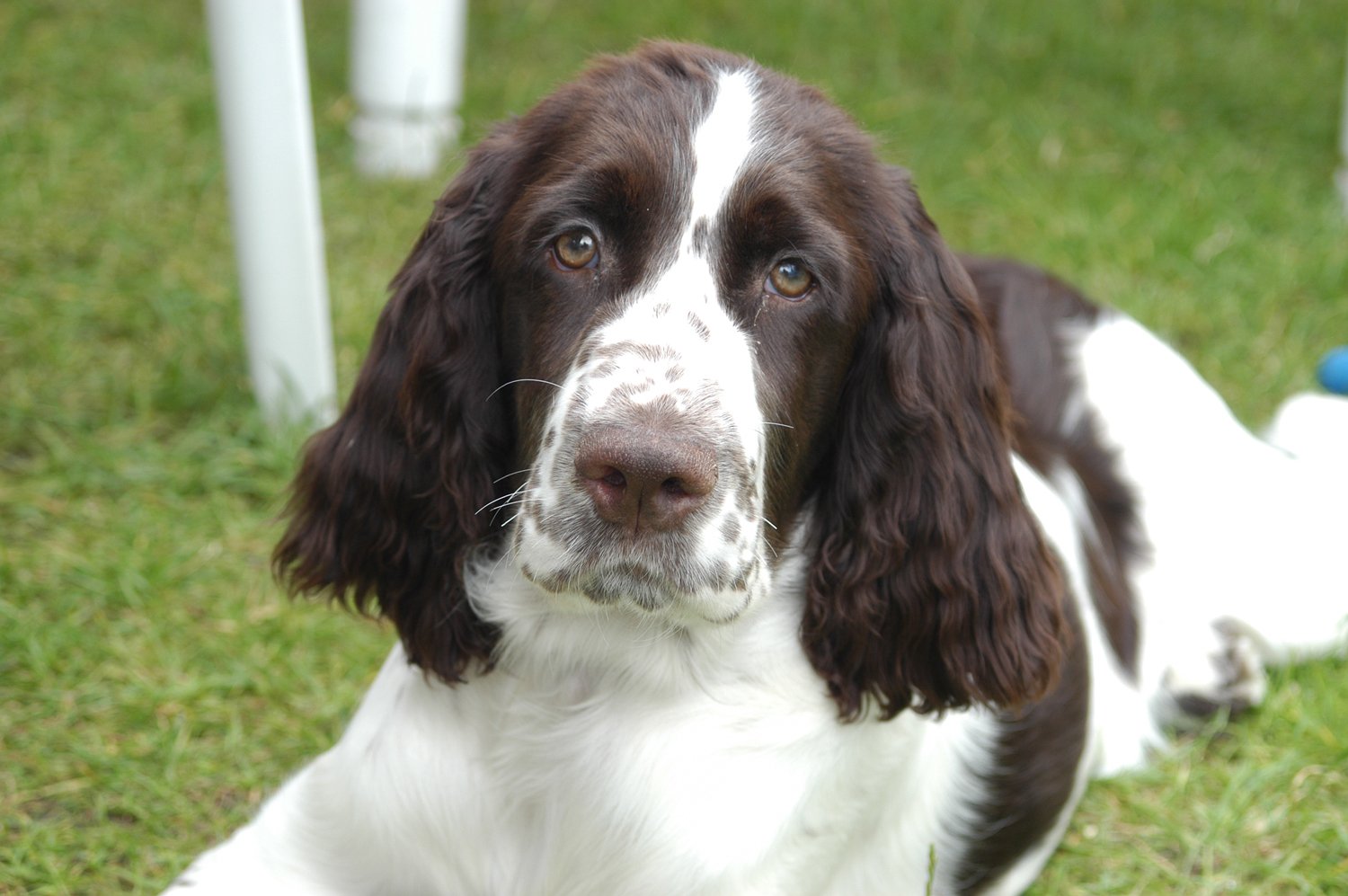 10+ Best English Springer Spaniel Dog Names - The Paws