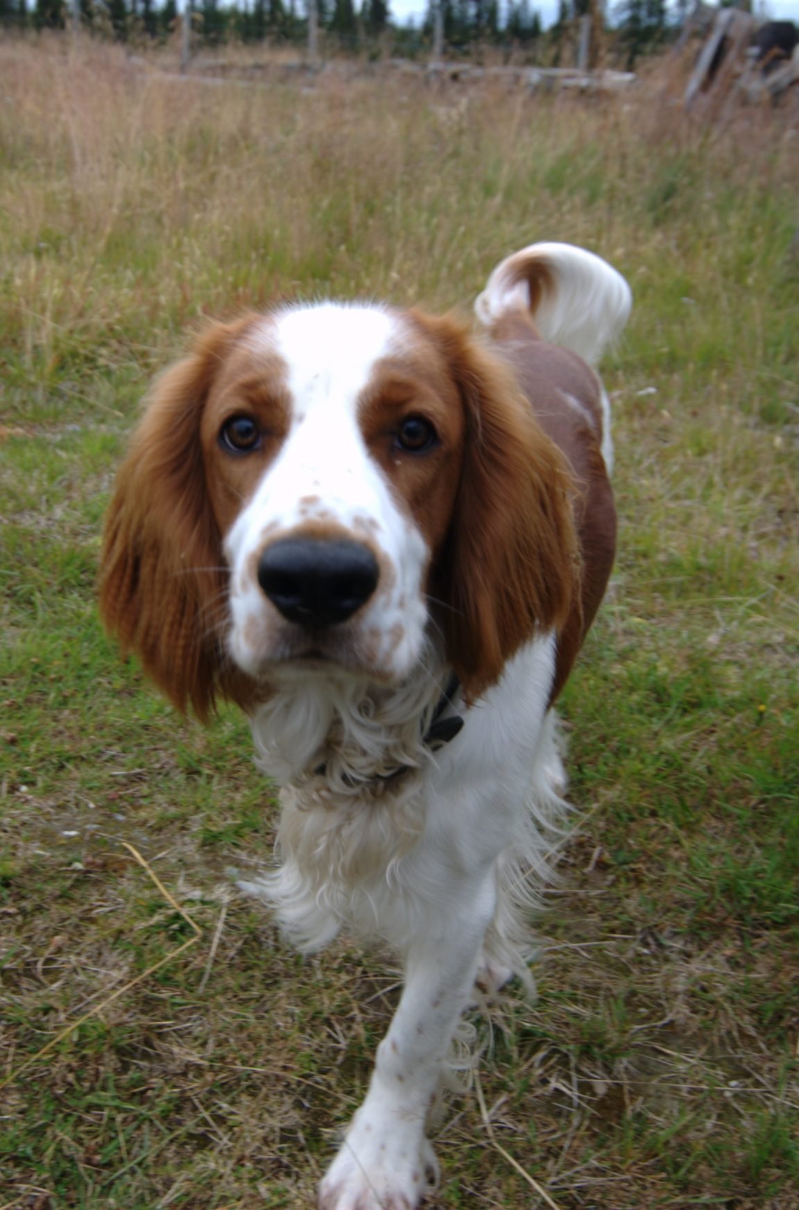 10+ Best English Springer Spaniel Dog Names - The Paws