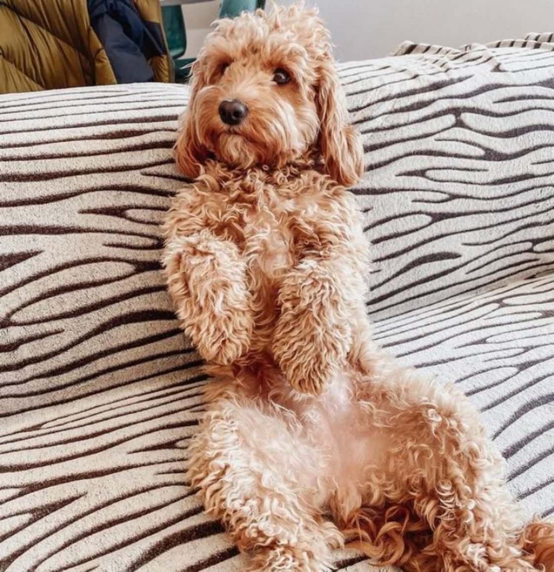 30 Cocker Spaniels Mixed With Poodle - The Paws