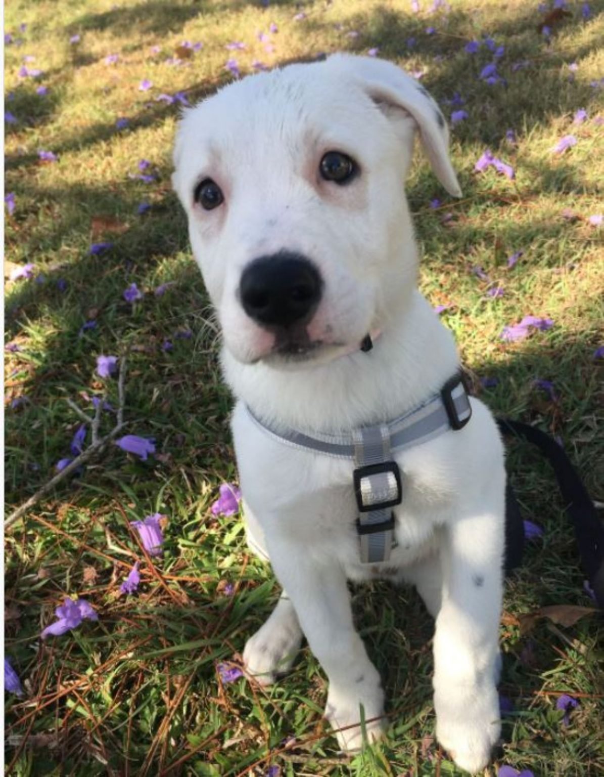 25 Of The Most Amazing White Border Collie Images Ever - The Paws
