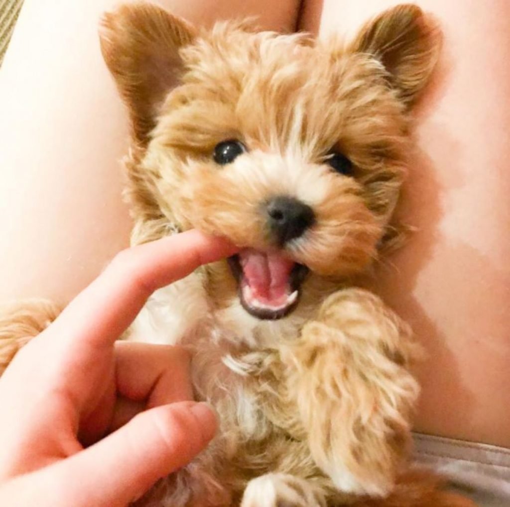 35 Maltese Dogs Mixed With Poodle - The Paws