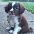 49 Dogs Mixed With Shih Tzus – The Paws
