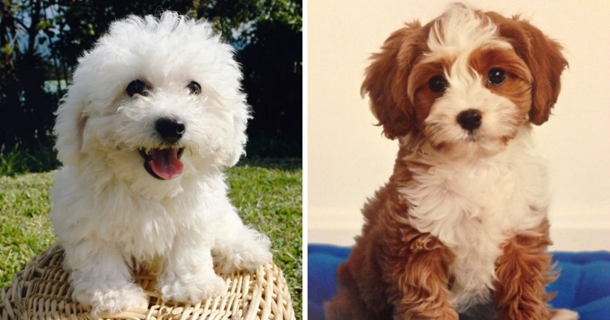 20 Dogs Mixed With Poodles - The Paws