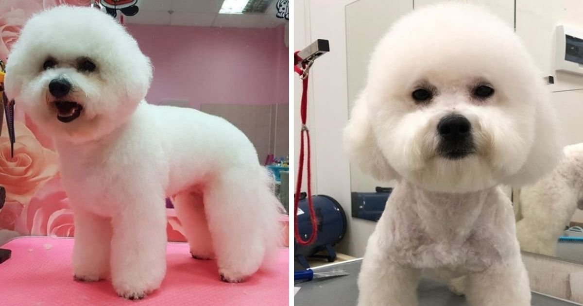 20 Best Bichon Frise Haircuts for Your Puppy - The Paws