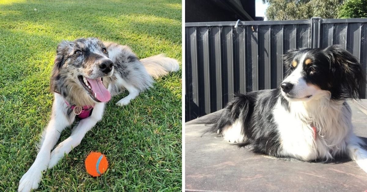 29 Dogs That Are Mixed With Border Collie - The Paws