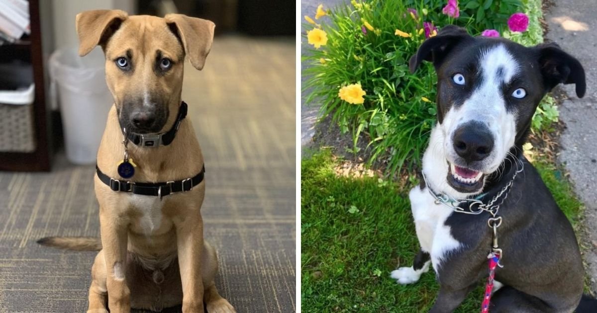 20 Huskies Mixed With Great Dane - The Paws