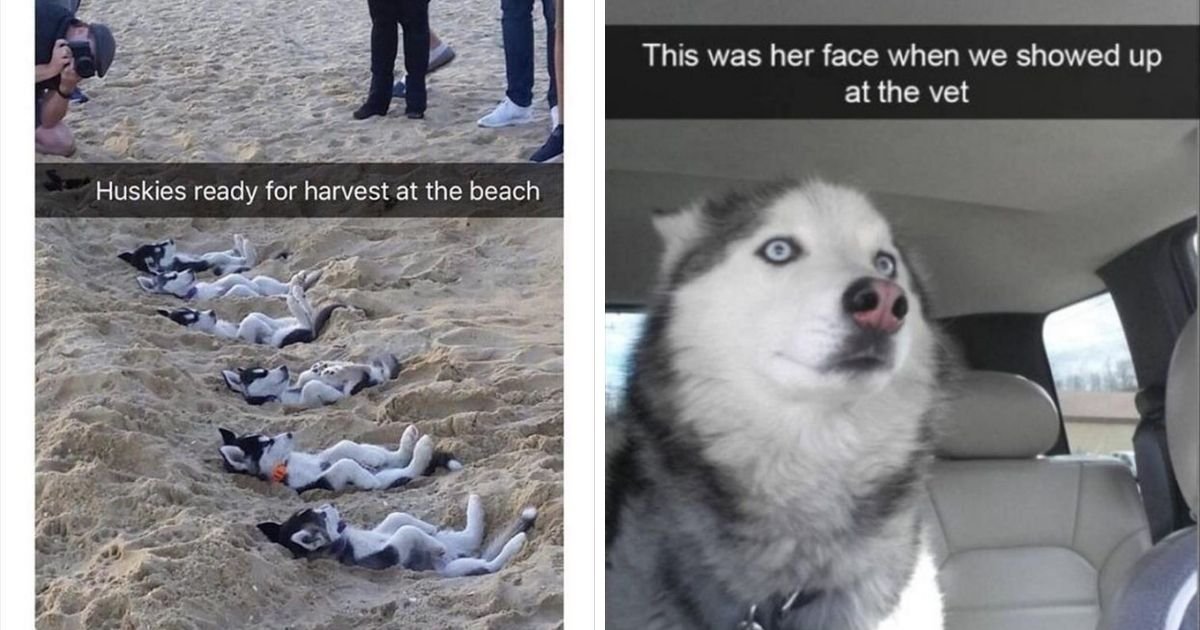 32 Husky Dog Memes - The Paws