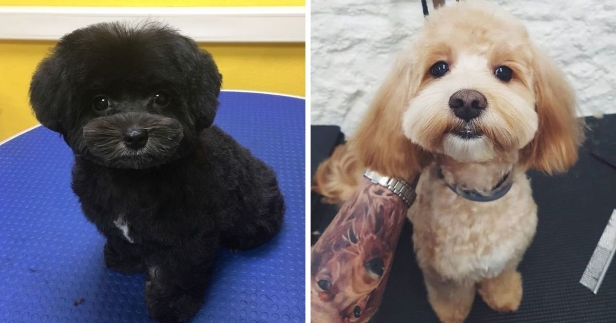 15 Best Maltipoo Haircuts for Your Puppy - The Paws