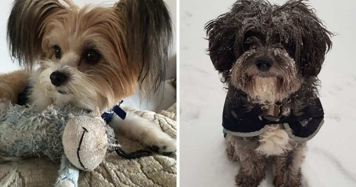 17 Papillon Dogs Mixed With Poodle - The Paws