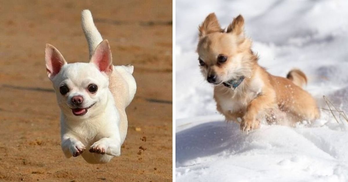 22 Chihuahuas That Will Happily Go On A Run - The Paws