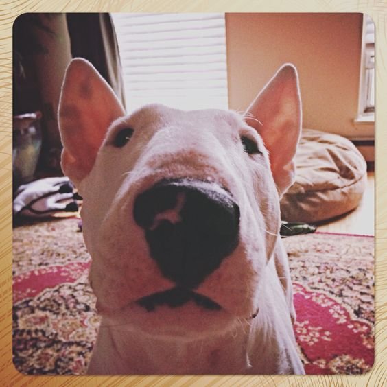 25 Funny Pics Of English Bull Terriers Begging For Food - The Paws