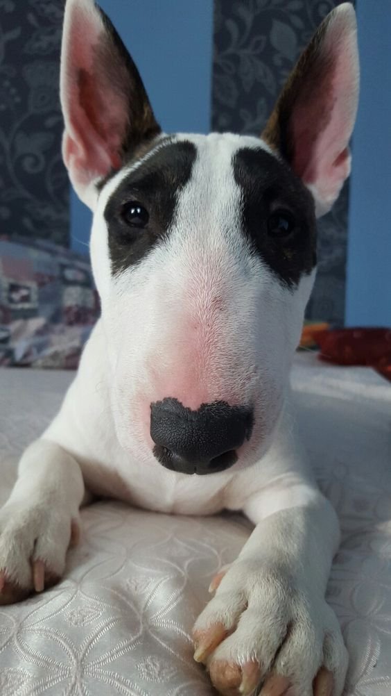 25 Funny Pics Of English Bull Terriers Begging For Food - The Paws