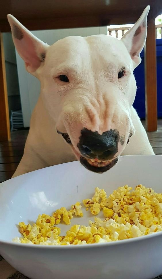 25 Funny Pics Of English Bull Terriers Begging For Food - The Paws