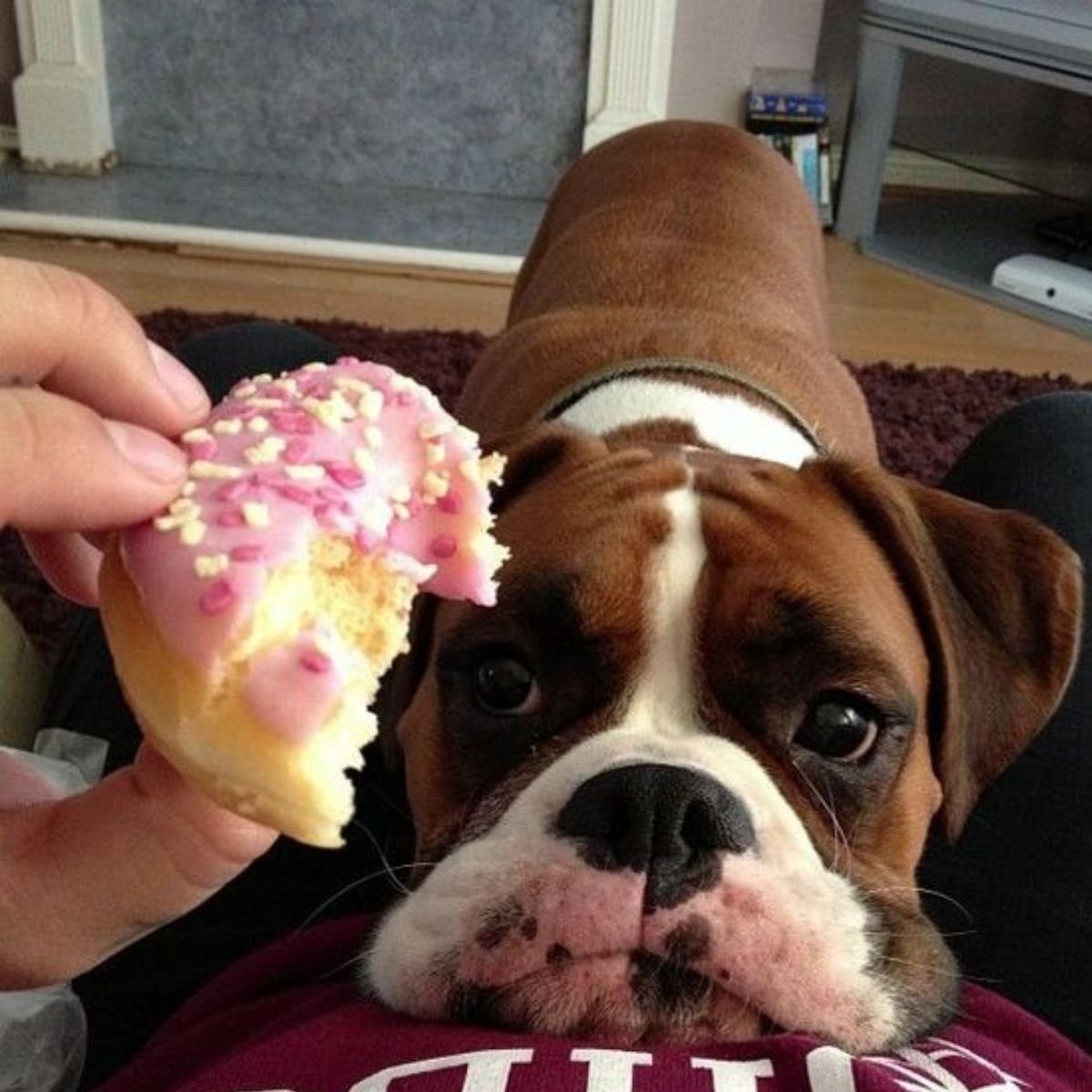 12 Signs You are a Crazy Boxer Person - The Paws