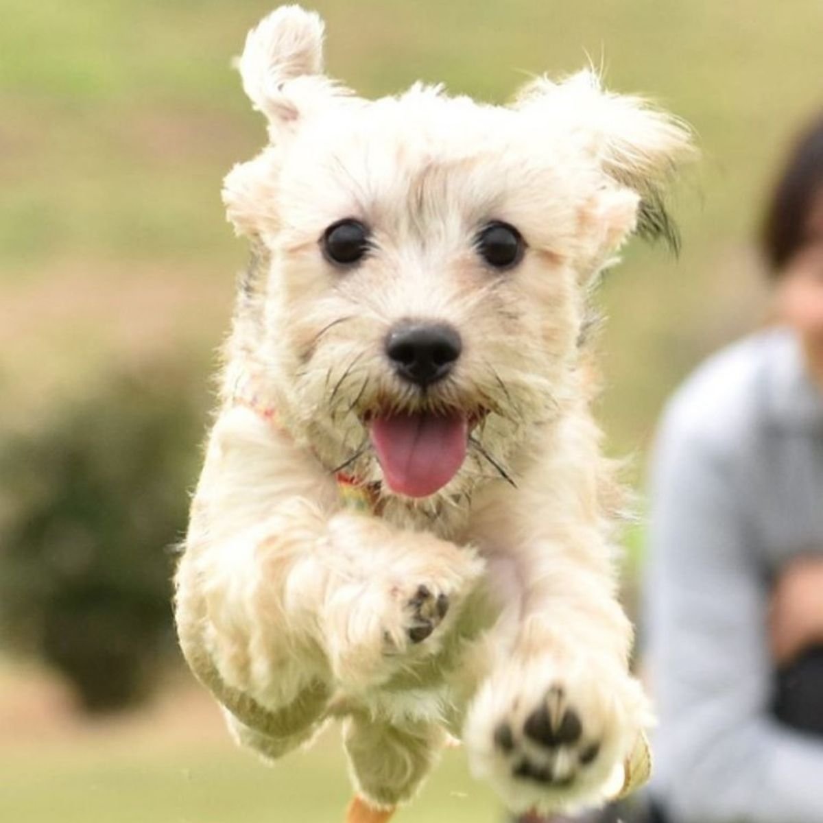 18 Schnauzers Mixed With Shih Tzu - The Paws