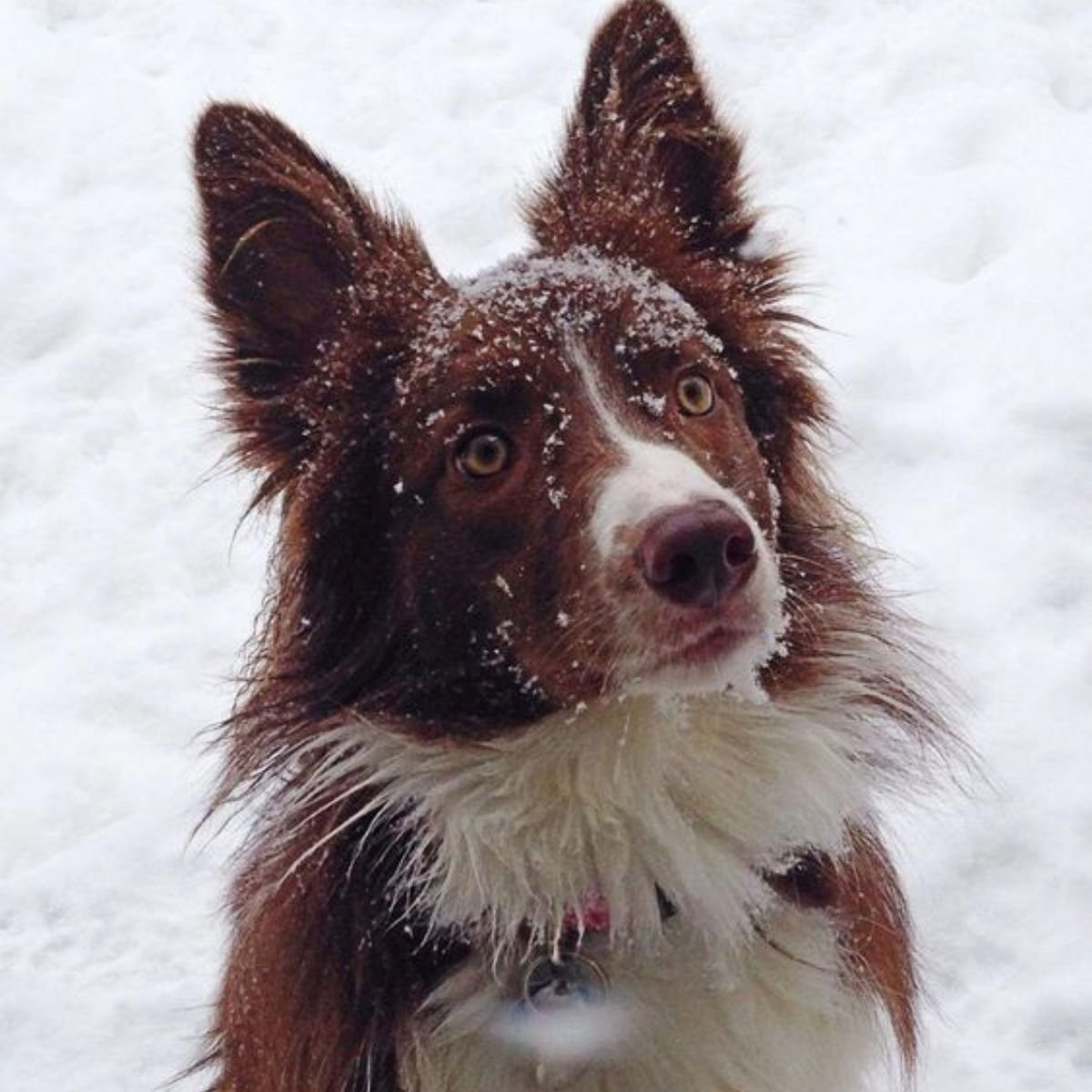 The 21 Cutest Pictures of Red Border Collies - The Paws