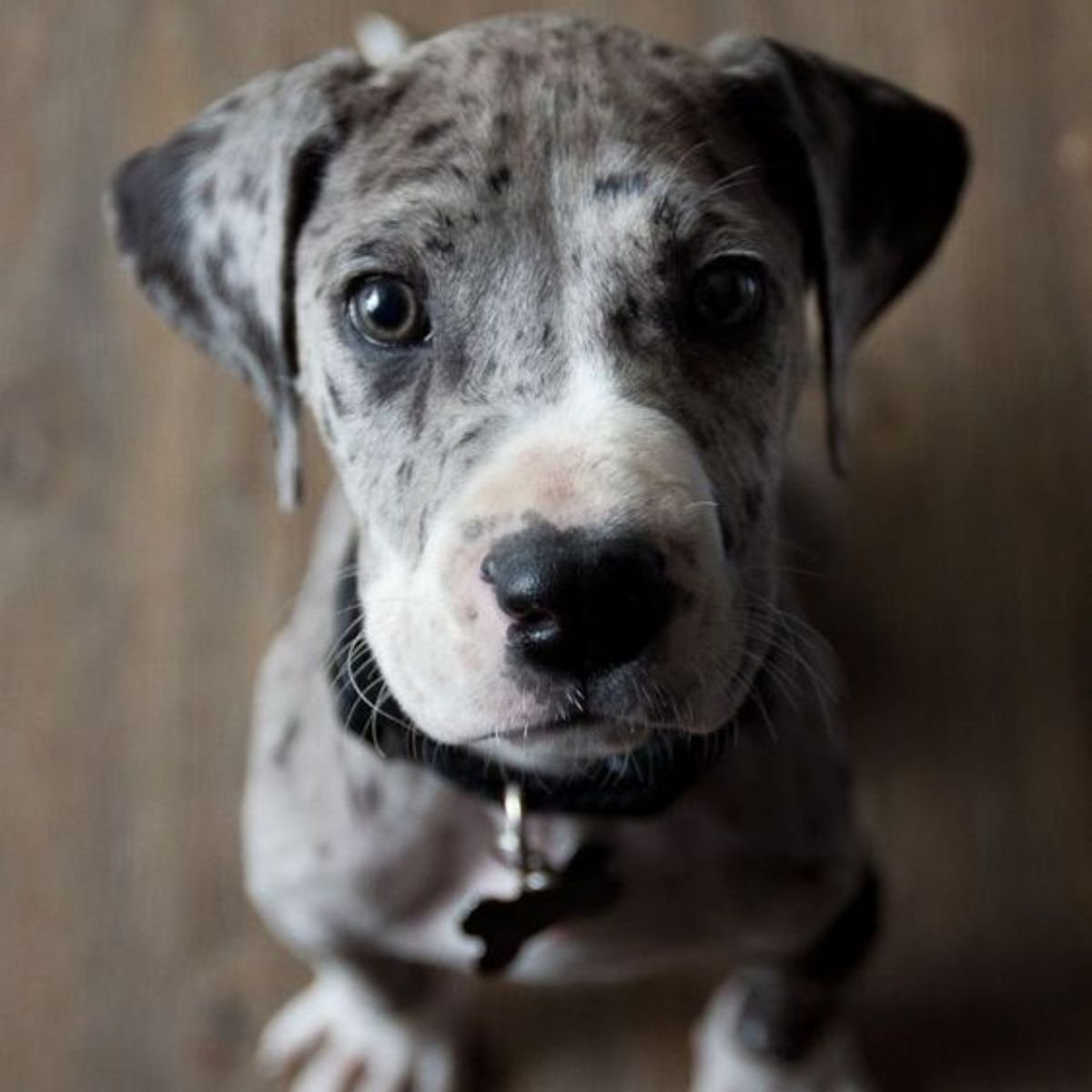26 Cute Pictures of Miniature Great Danes - The Paws