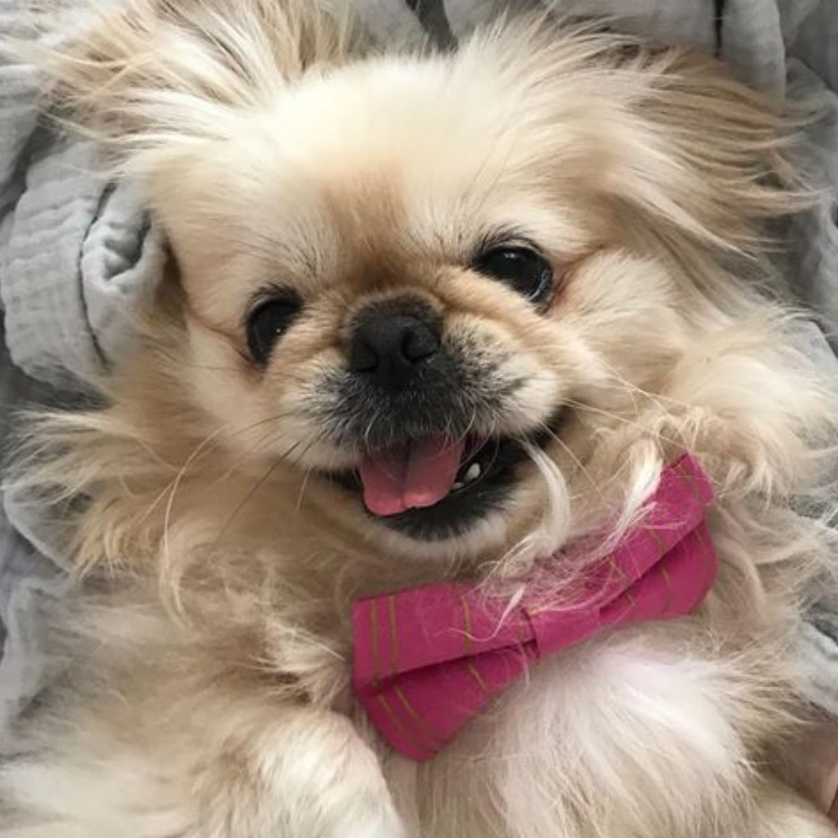 12 Things That Make Pekingese Happy - The Paws