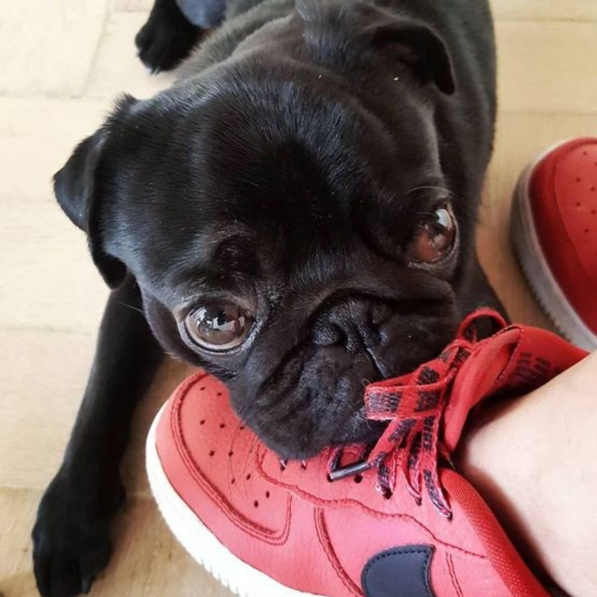 15 Problems Only Pug Owners Will Understand - The Paws