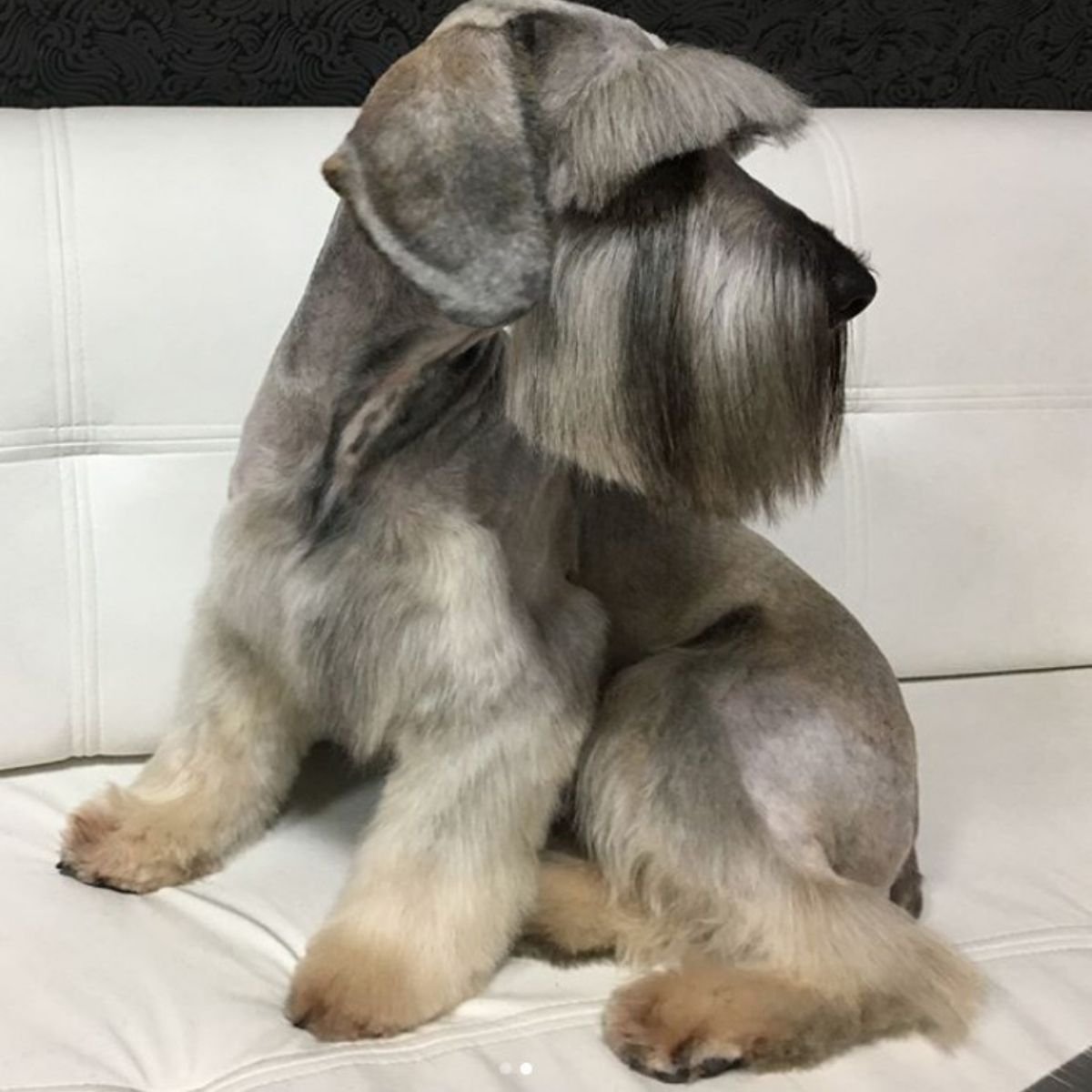 20 Best Schnauzer Haircuts for Dog Lovers - The Paws