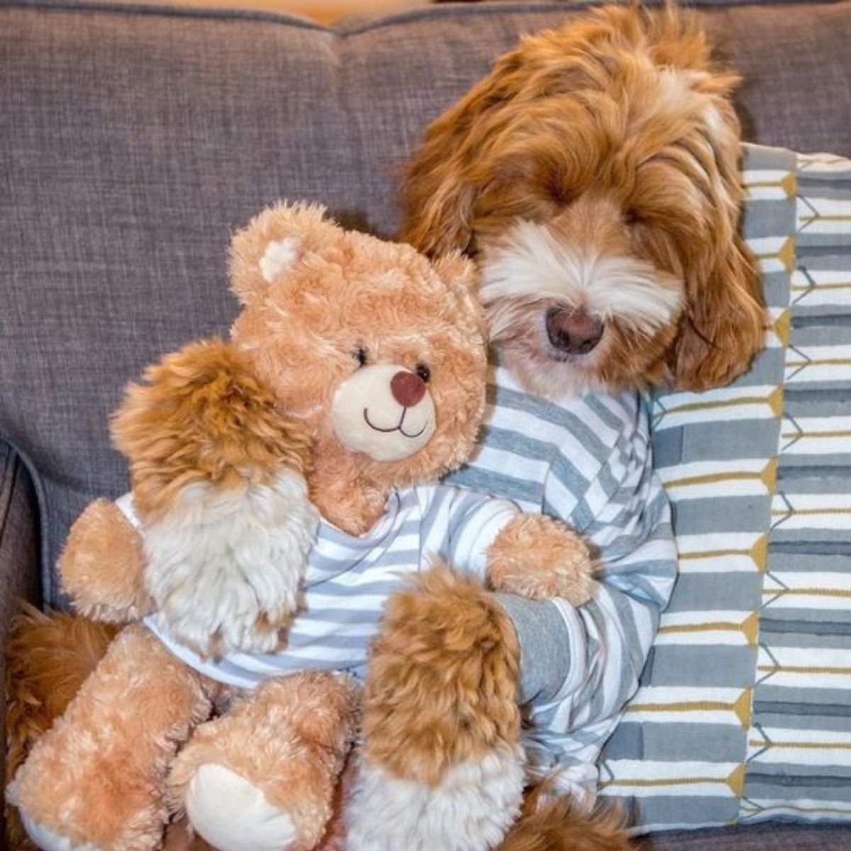 The 19 Cutest Sleeping Labradoodles On The Internet - The Paws