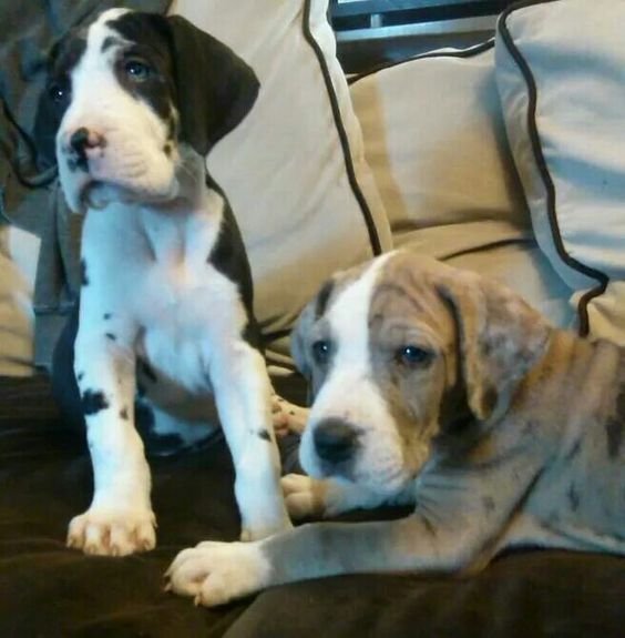 26 Cute Pictures of Miniature Great Danes - The Paws